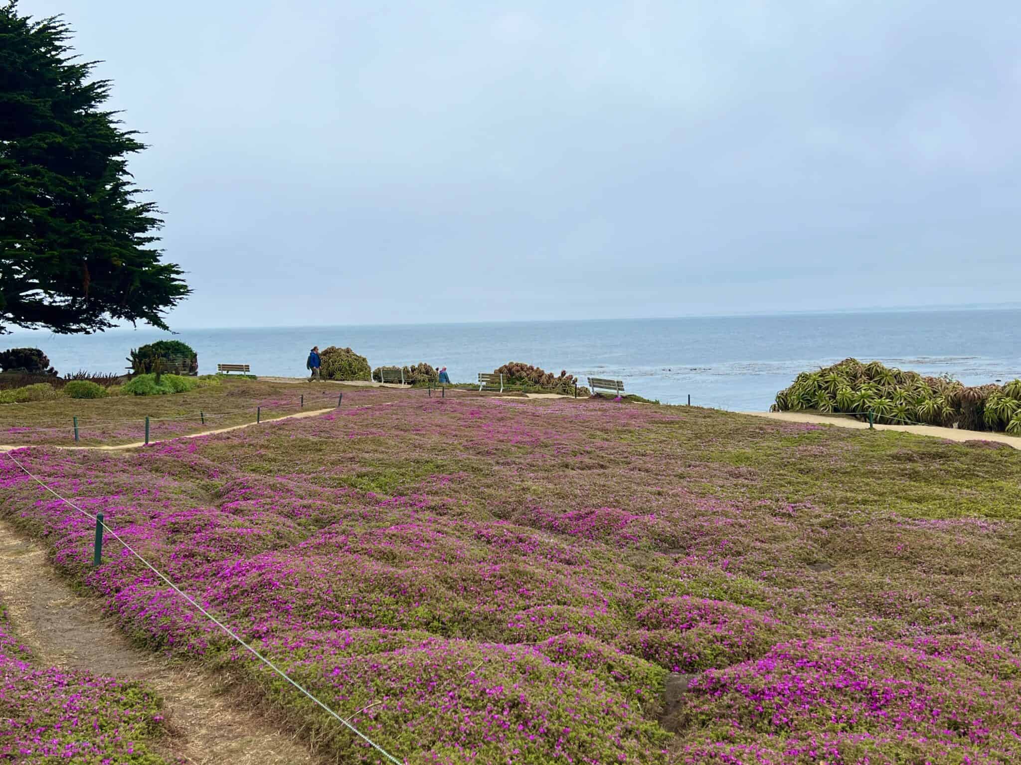 What’s it like in Pacific Grove? - Sojourns with Sue
