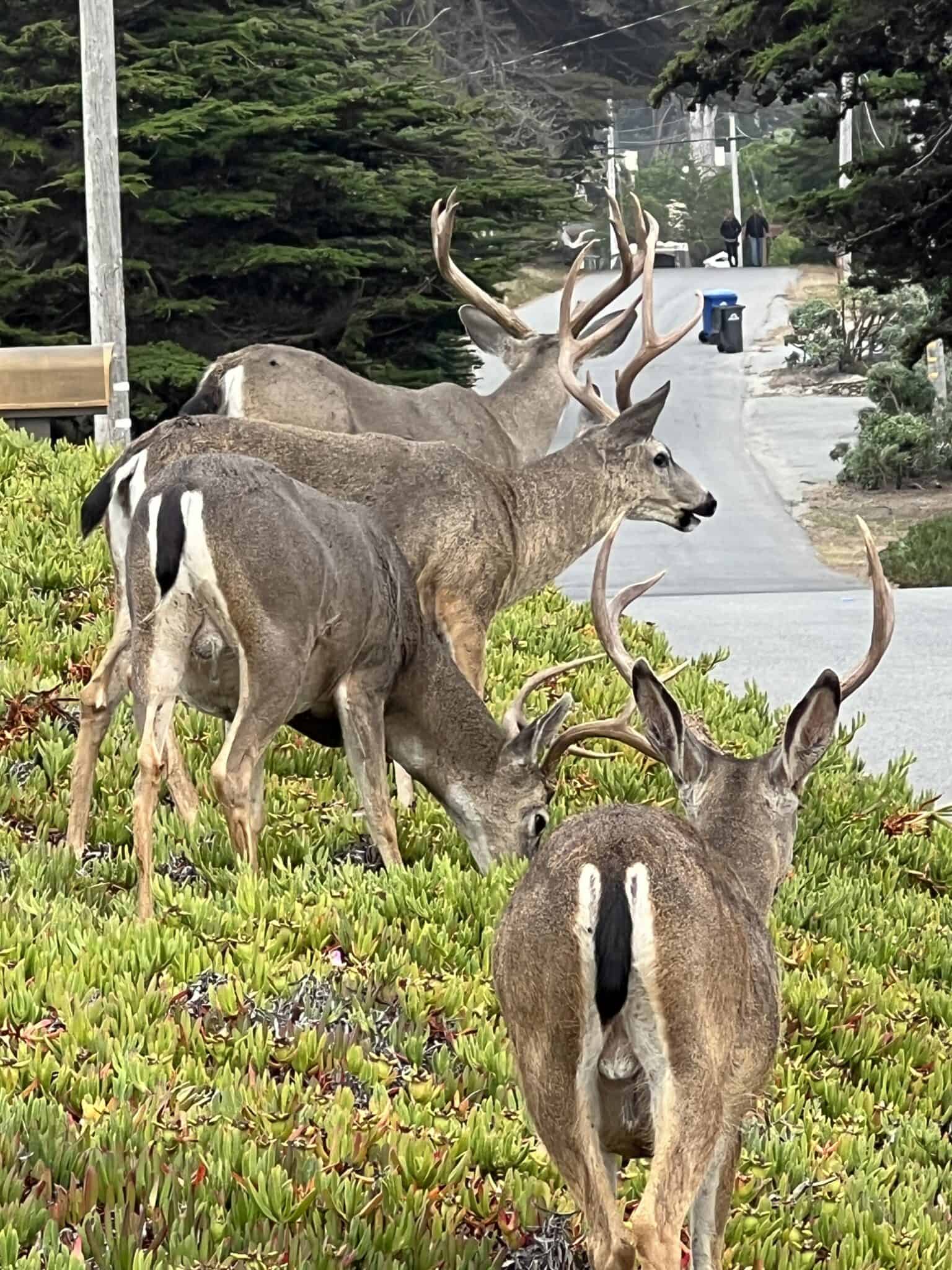Is Pacific Grove worth a visit?